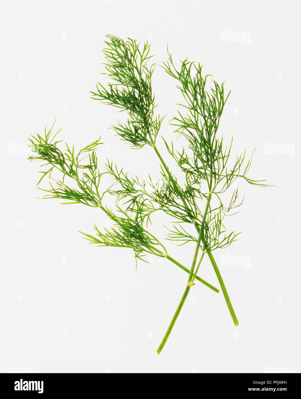 Three sprigs hi-res stock photography and images - Alamy