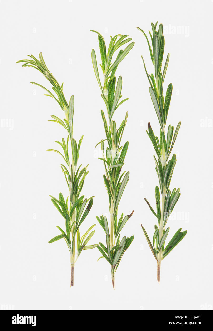 Three sprigs of rosemary Stock Photo - Alamy
