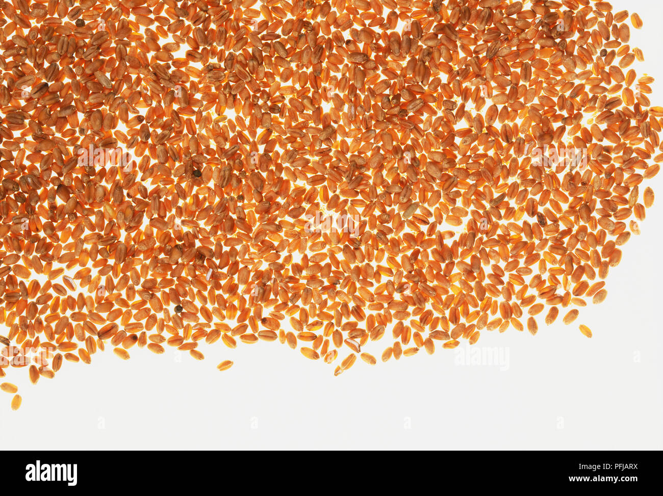 Grains of barley Stock Photo - Alamy