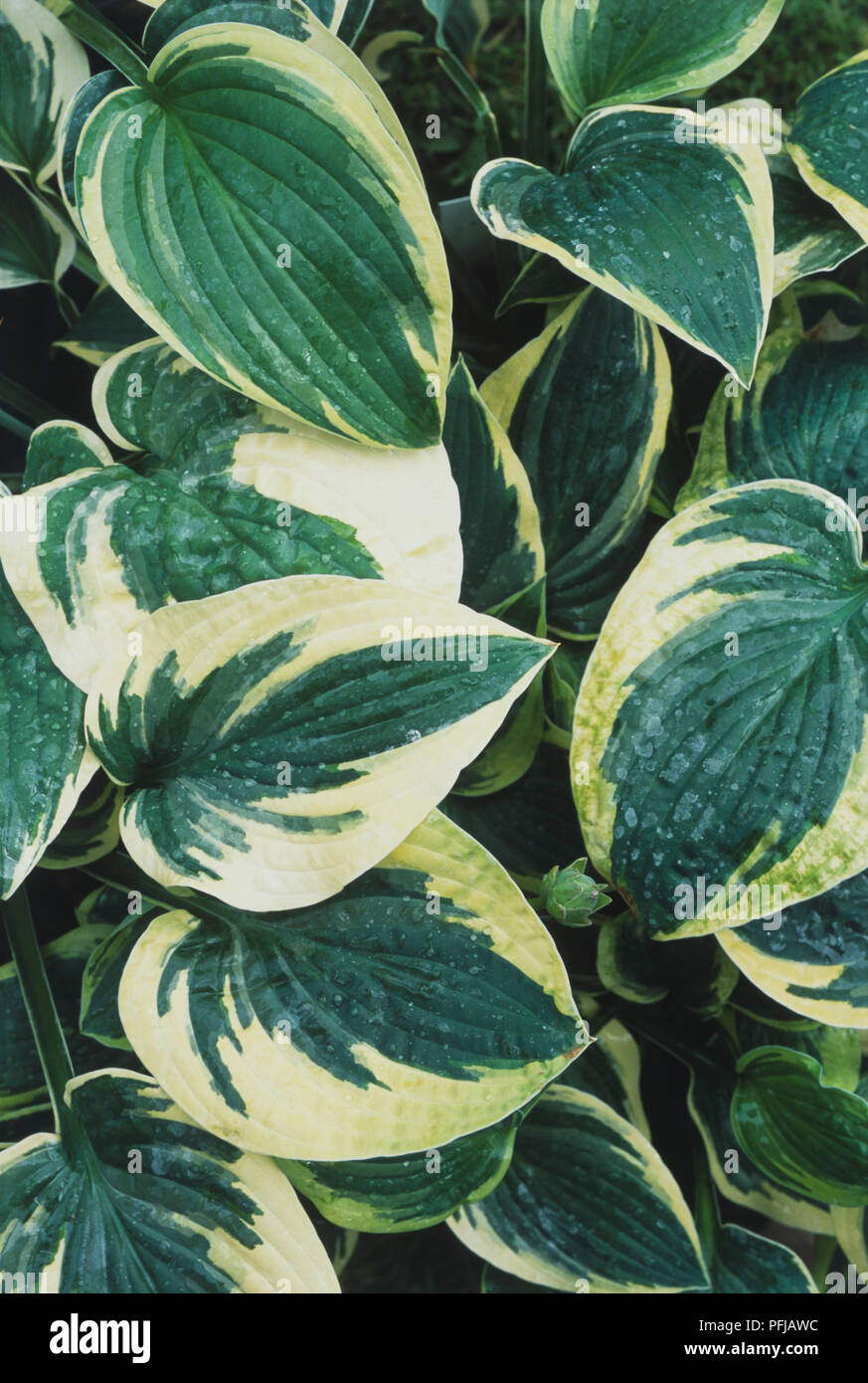 Hosta 'Honey Song', variegated leaves Stock Photo - Alamy