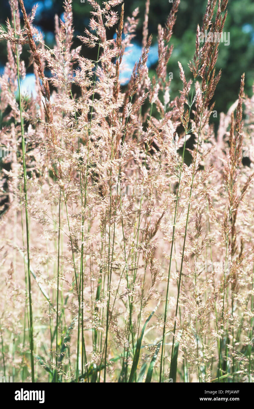 Calamagrostis karl foerster grasses hi-res stock photography and images ...