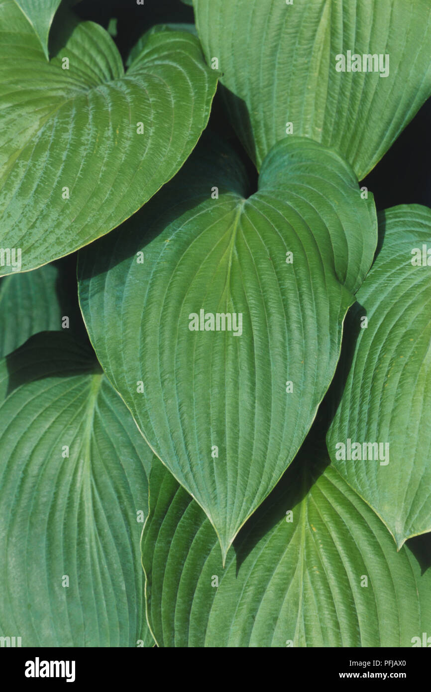 Hosta 'El Capitan', leaves Stock Photo - Alamy