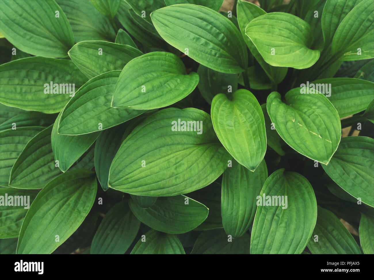 Hosta 'Snowflake', leaves Stock Photo - Alamy