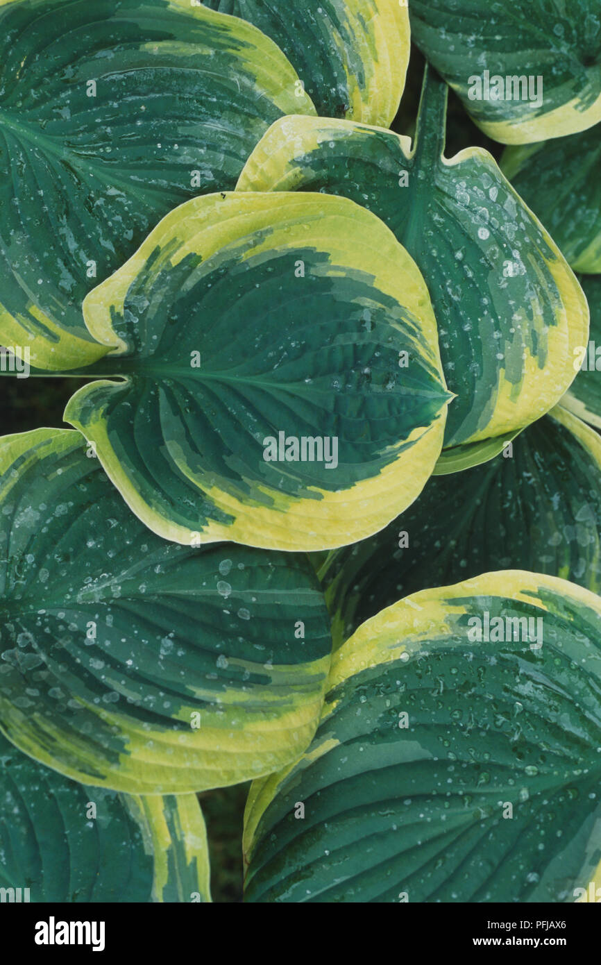 Hosta 'June', leaves Stock Photo - Alamy