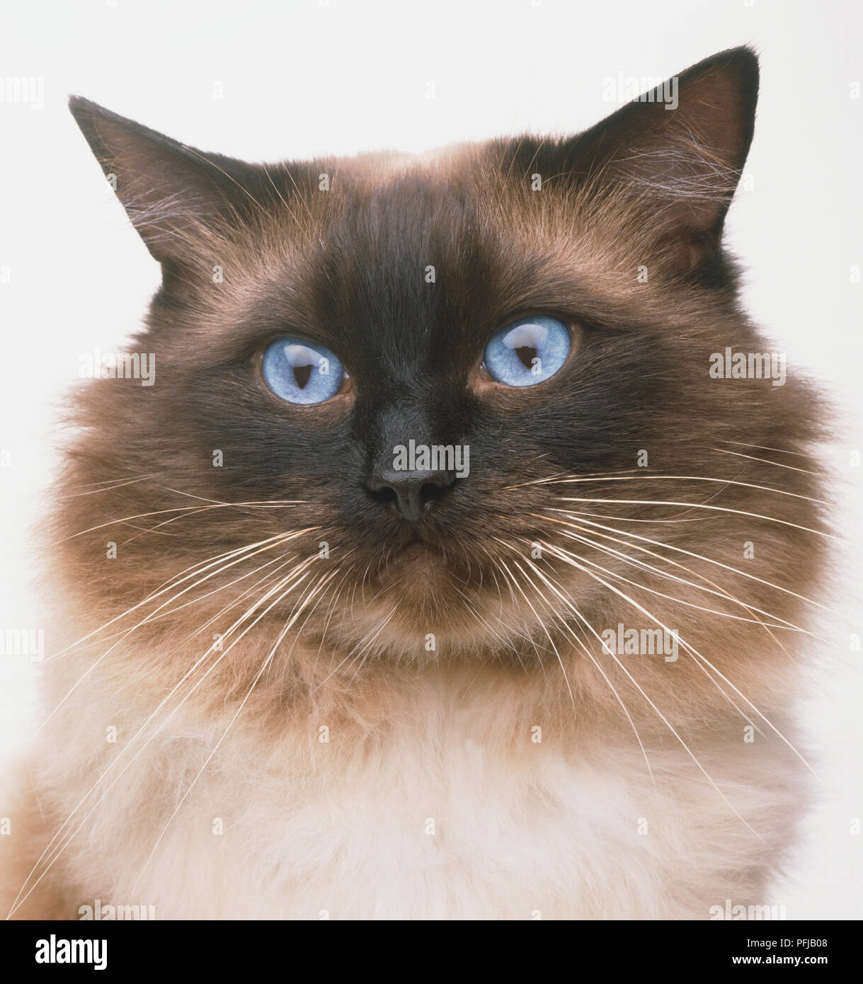 Head of Ragdoll Cat (Felis catus), front view Stock Photo - Alamy