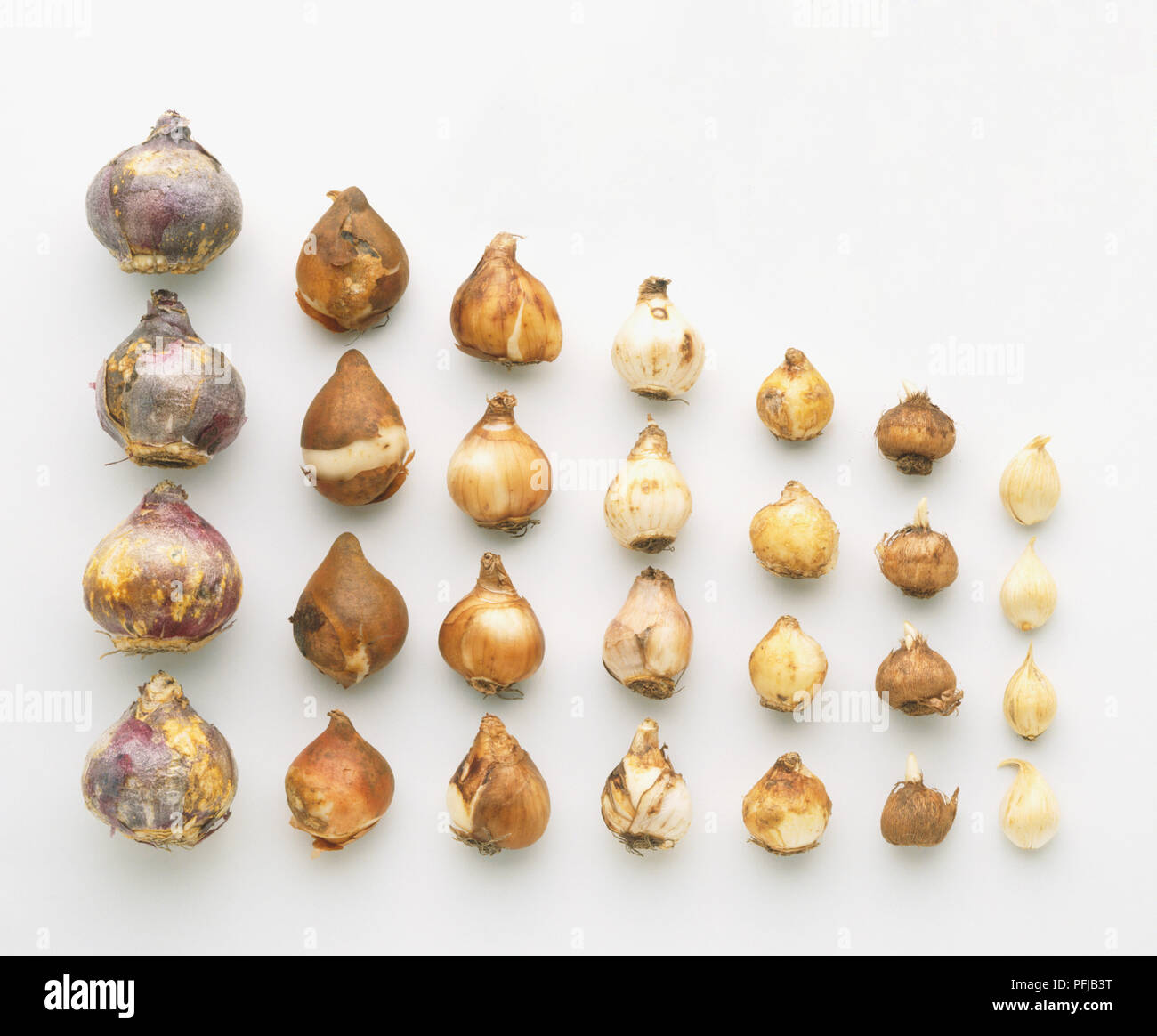 Bulbs including hyacinths, dwarf tulips, daffodils, narcissus, grape ...