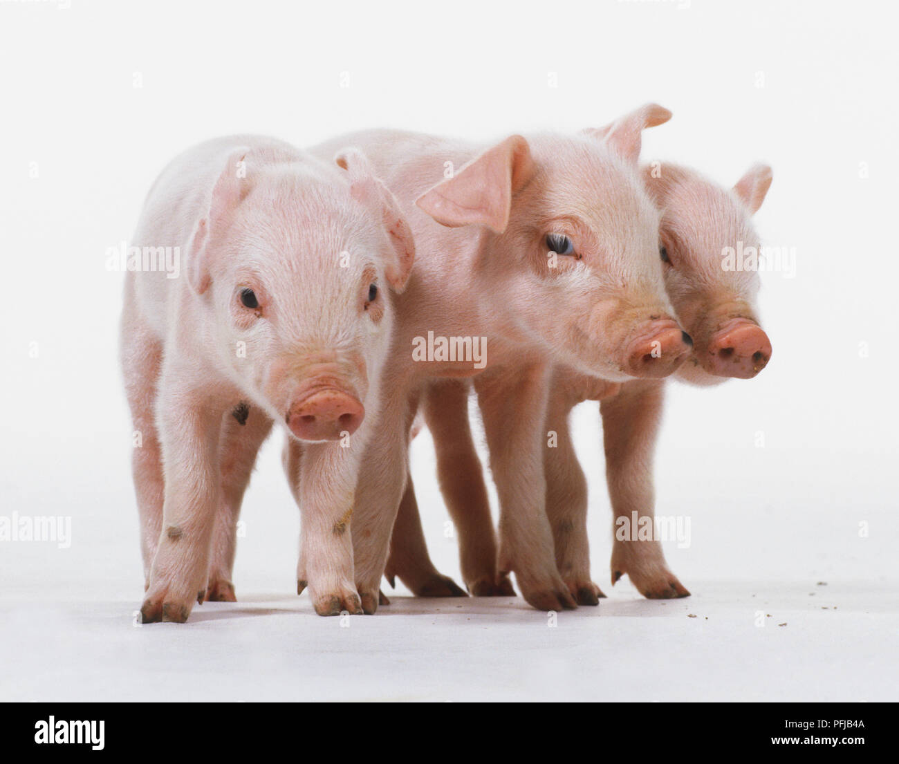 Three piglets (Sus domestica Stock Photo - Alamy