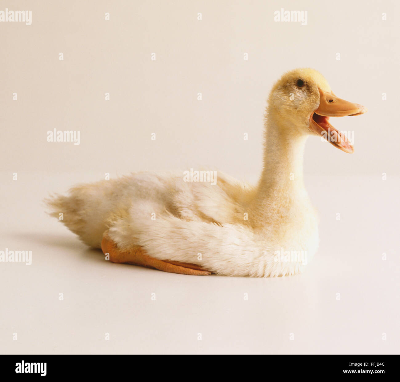 Duckling sitting with its beak open Stock Photo - Alamy