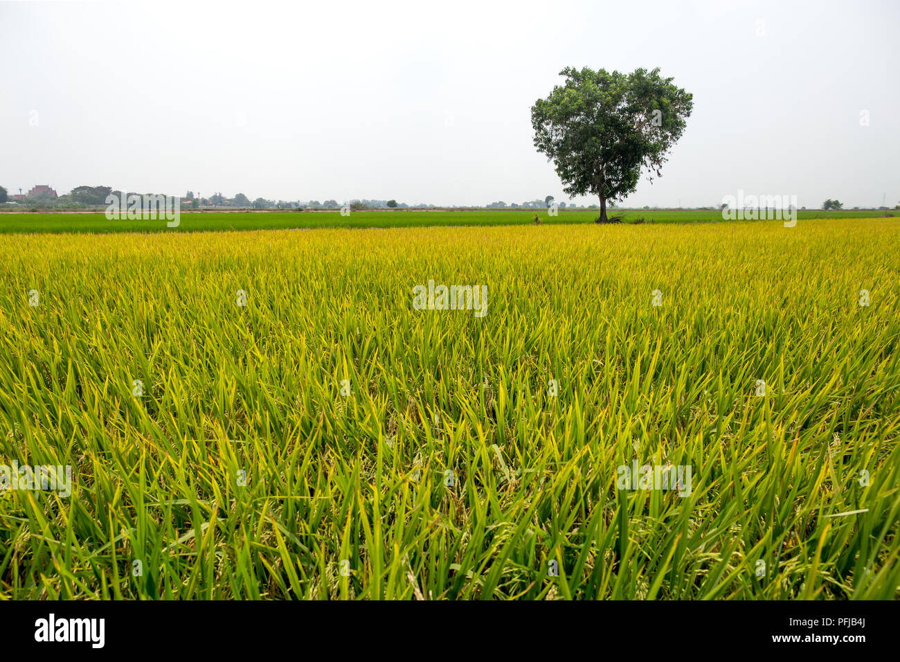 Beautiful colorful Green and yellow rice filed with big tree in ...