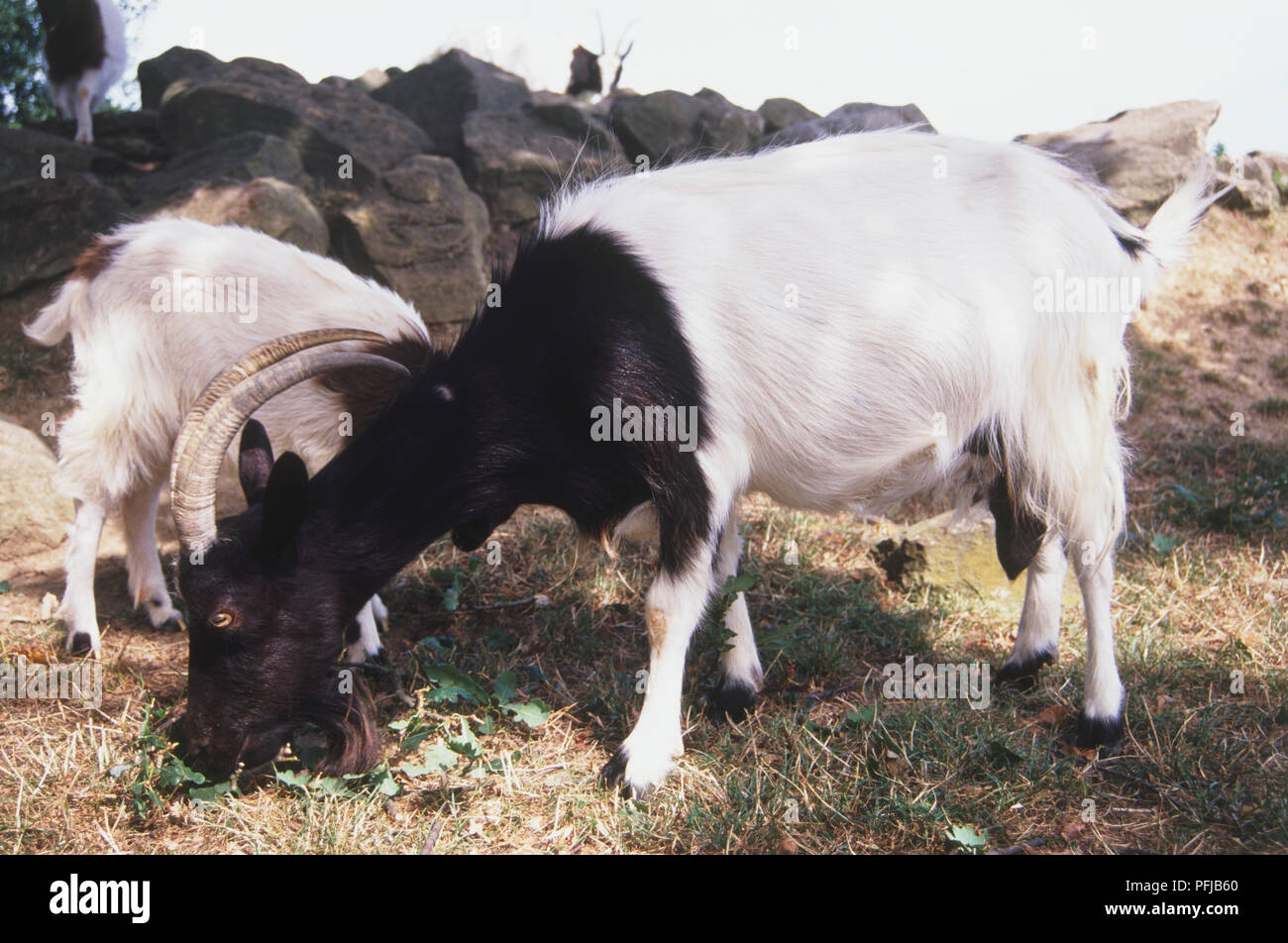 Black goat image hi-res stock photography and images - Alamy