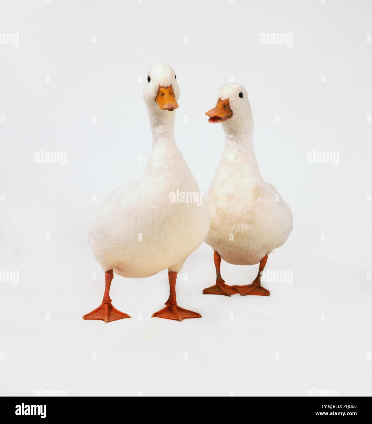 Two white ducks Stock Photo - Alamy