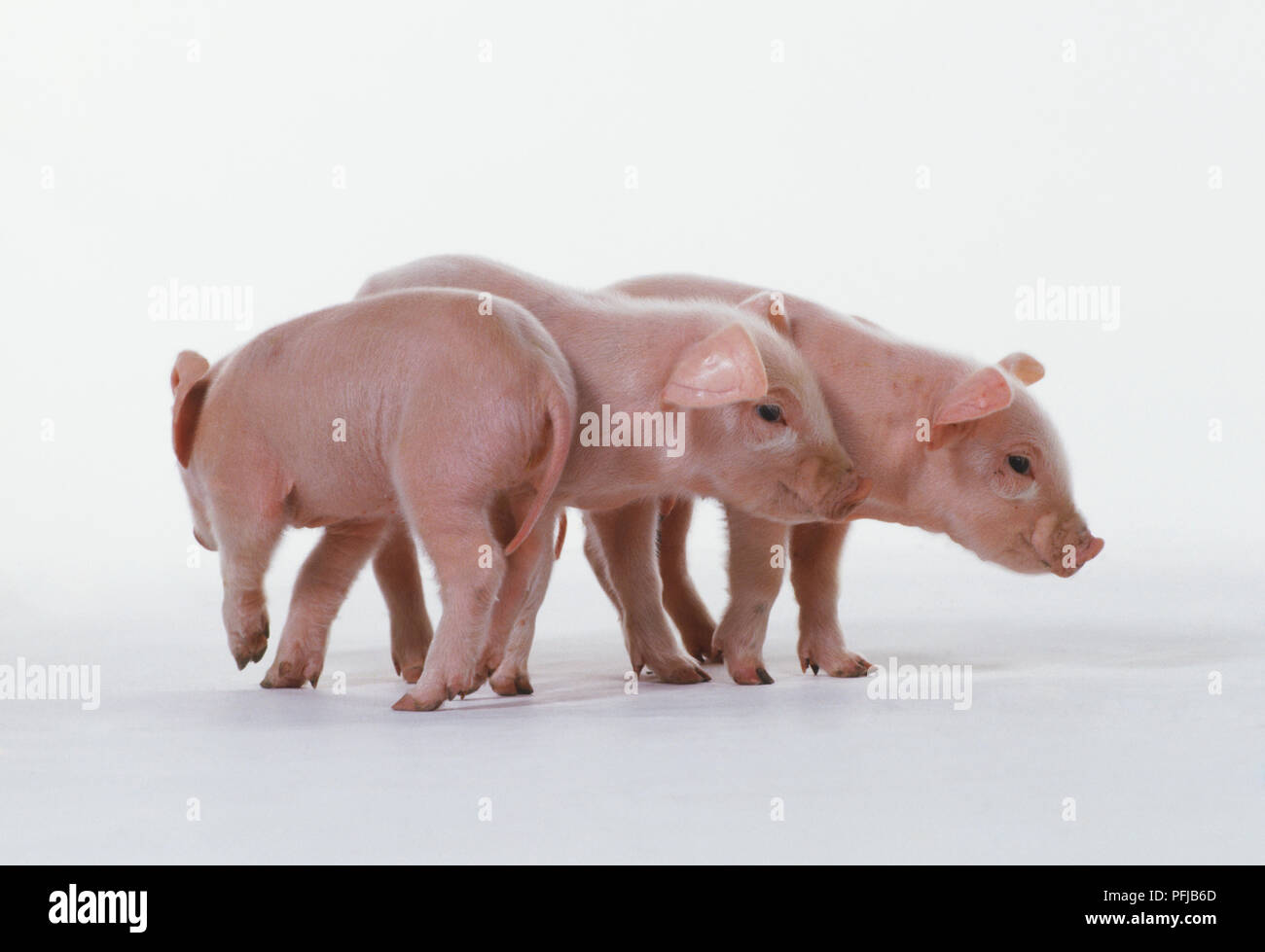 Three piglets (Sus domestica Stock Photo - Alamy