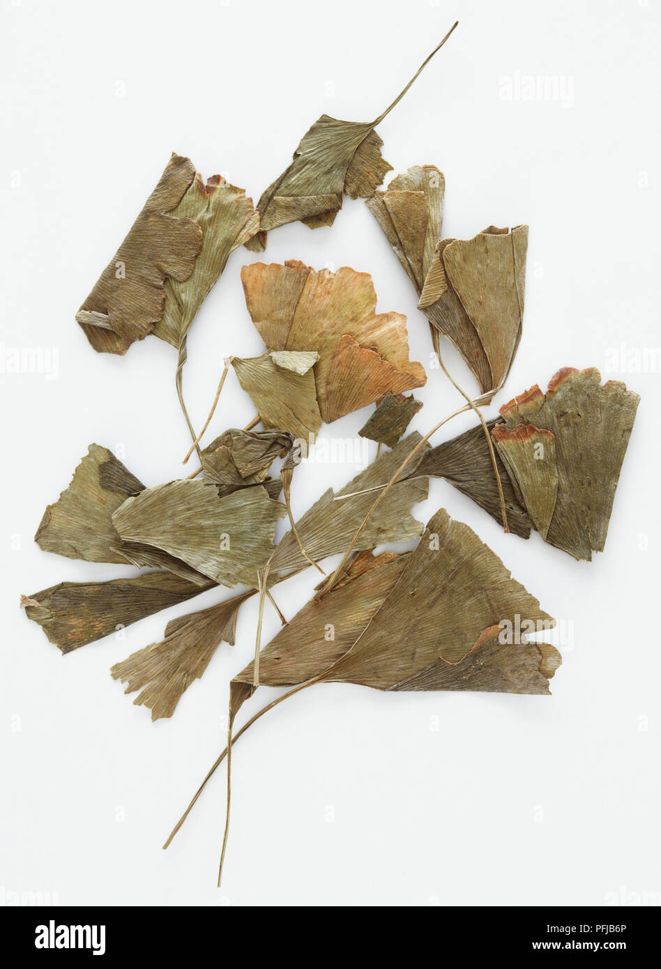 Dried ginkgo biloba leaves hi-res stock photography and images - Alamy