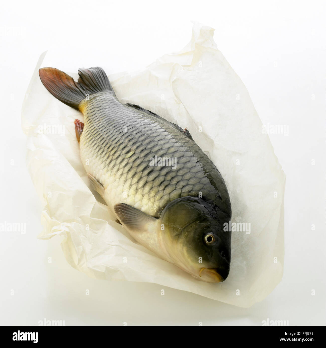 Carp fish close up on hi-res stock photography and images - Alamy