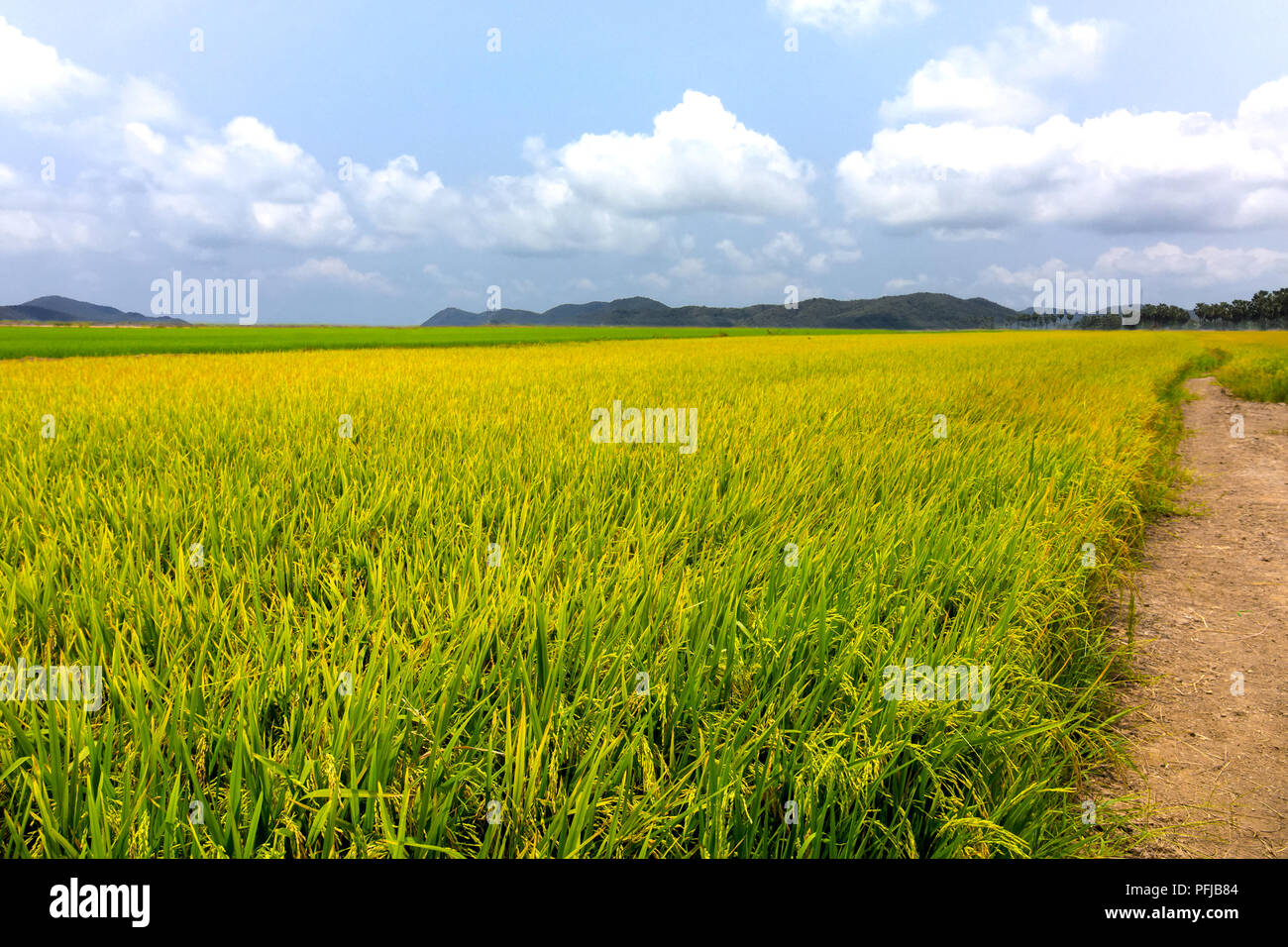 Beautiful Color rice filed with blue sky in Thailand Stock Photo - Alamy