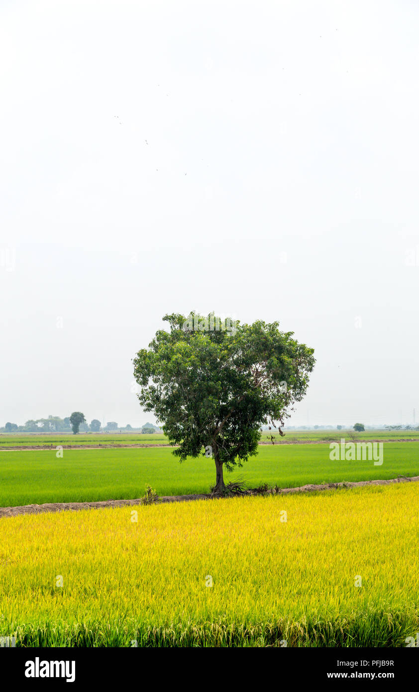 Beautiful colorful Green and yellow rice filed with big tree in ...