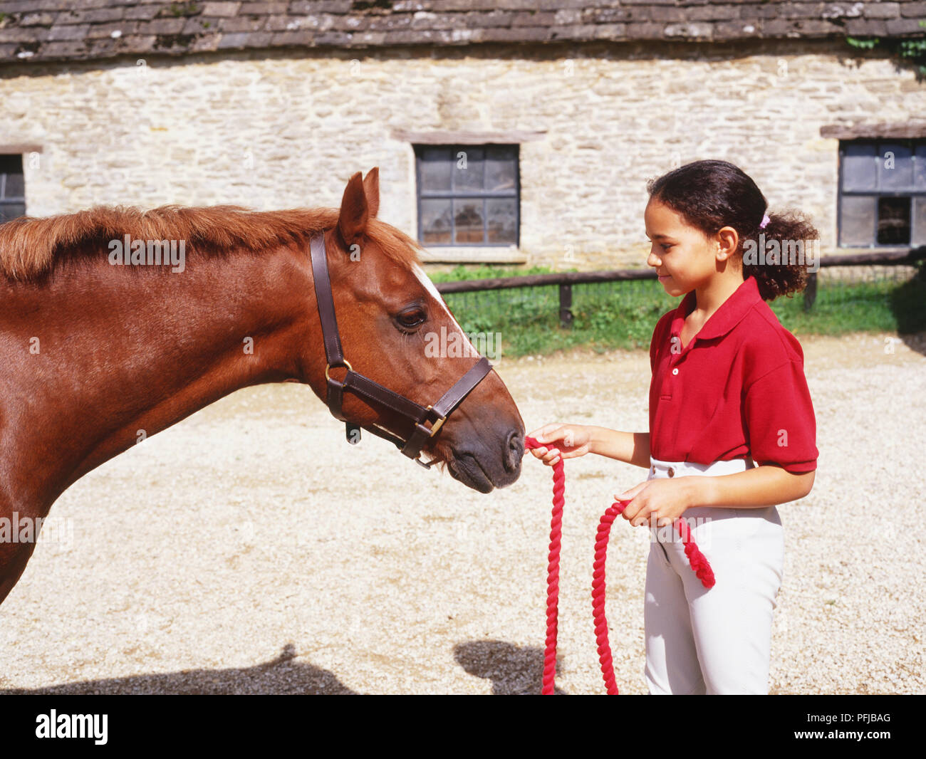Girl holding a brown pony (Equus caballus) by a lead Stock Photo - Alamy