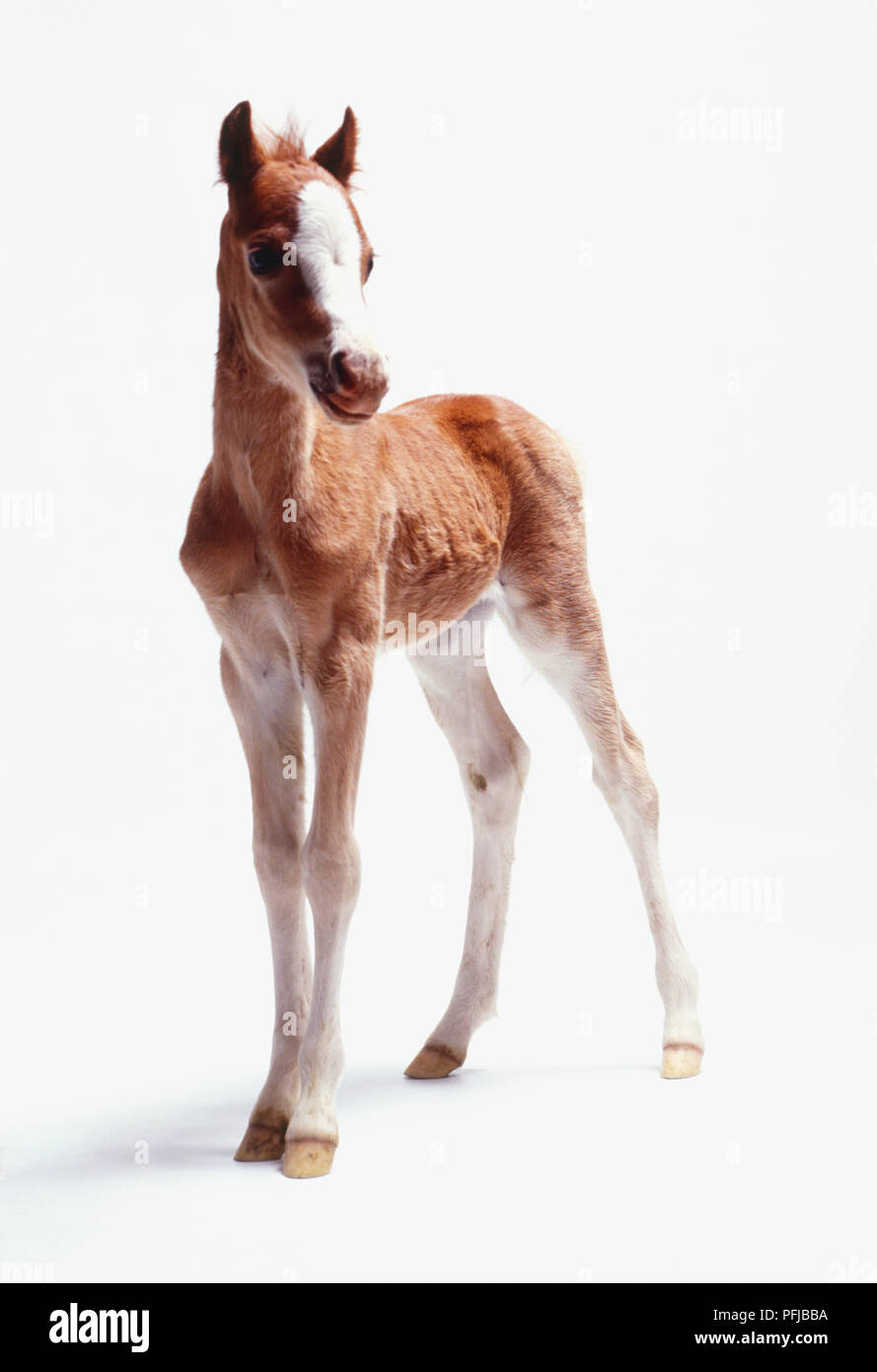 Two week old hi-res stock photography and images - Alamy