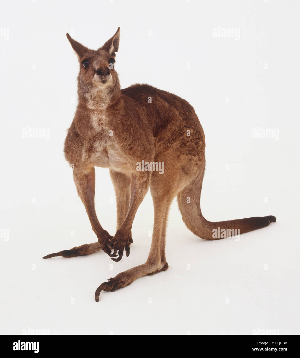 Red kangaroo (Macropus rufus Stock Photo - Alamy