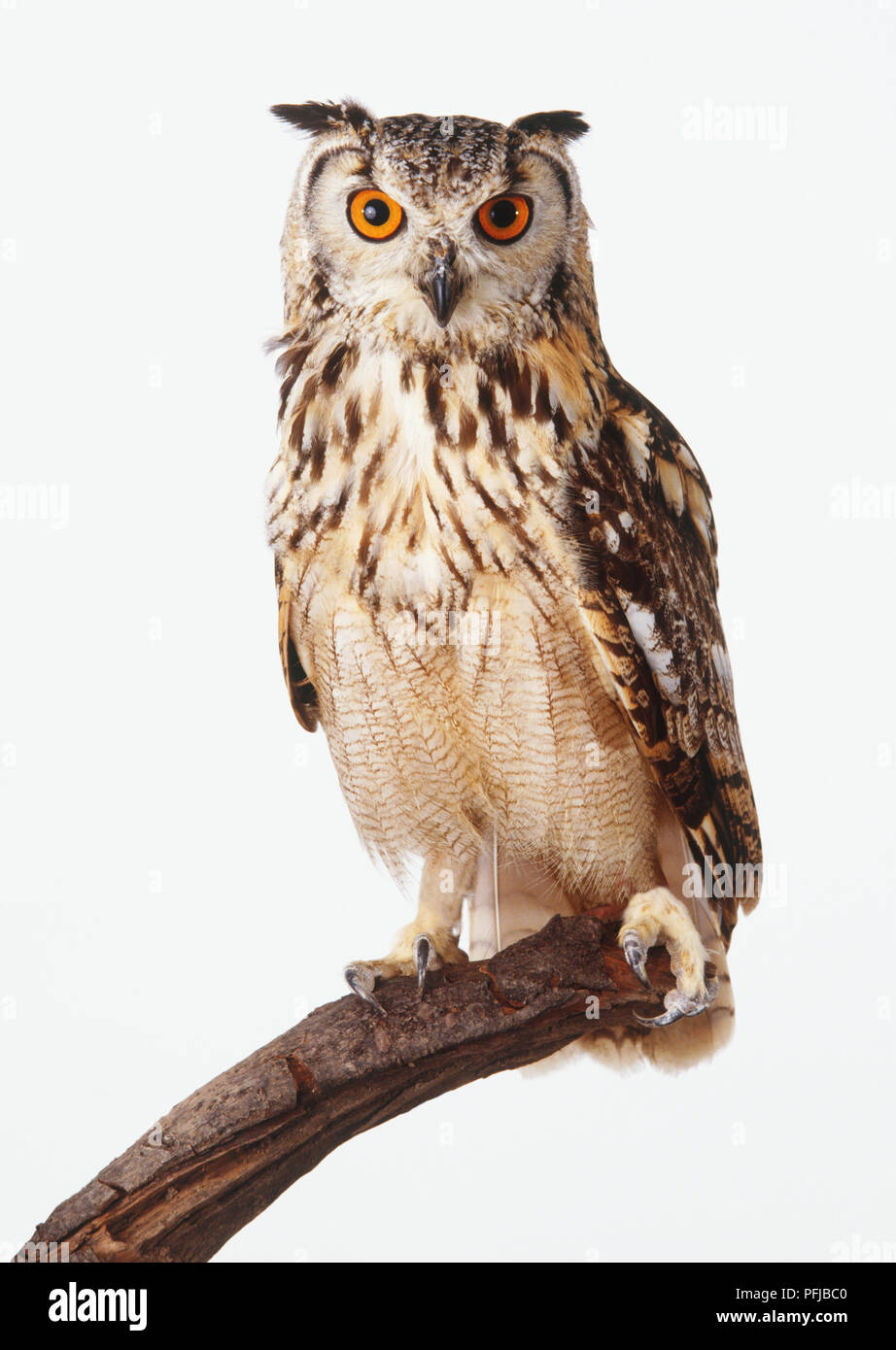 Bengal eagle owl (Bubo bengalensis) perching, front view Stock Photo ...