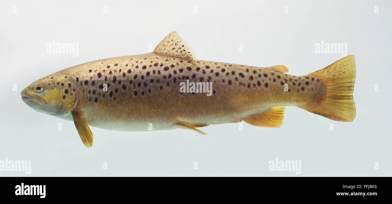 Rainbow trout (Oncorhynchus mykiss), side view Stock Photo - Alamy