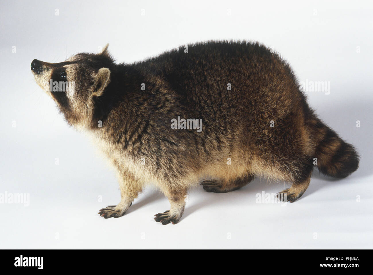 Racoon (Procyon lotor), looking up, side view Stock Photo - Alamy