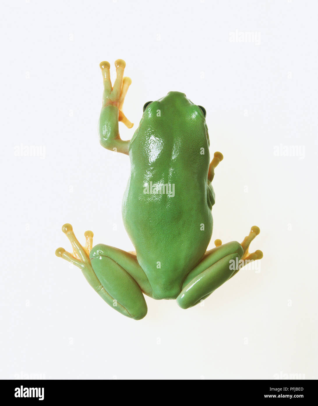 Tree frog, view from above Stock Photo - Alamy