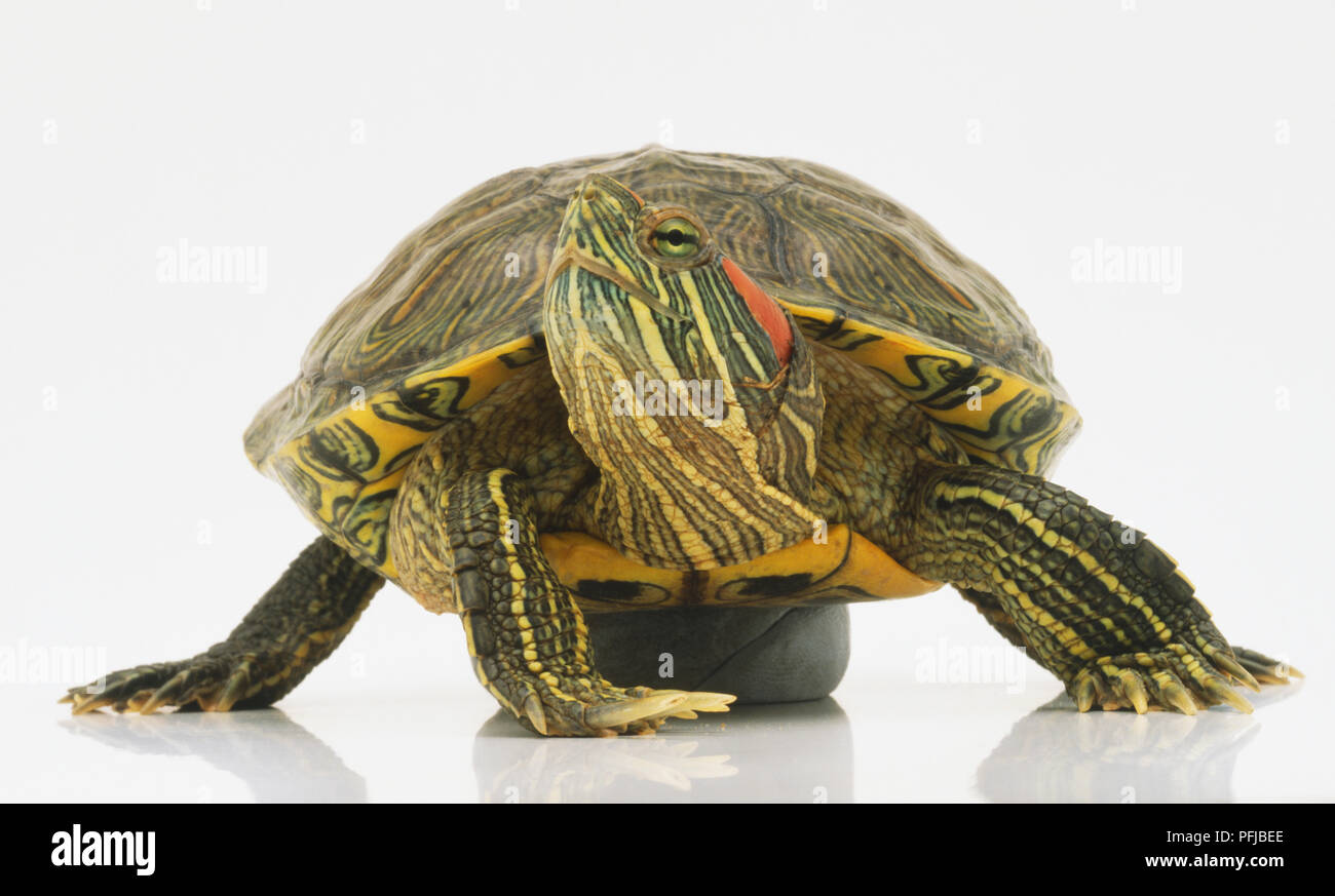 Red-eared slider turtle or terrapin (Trachemys scripta elegans ...