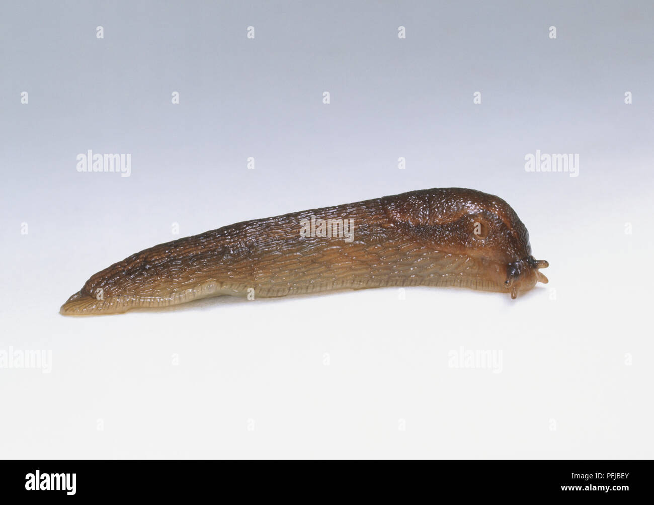 Side slug hi-res stock photography and images - Alamy