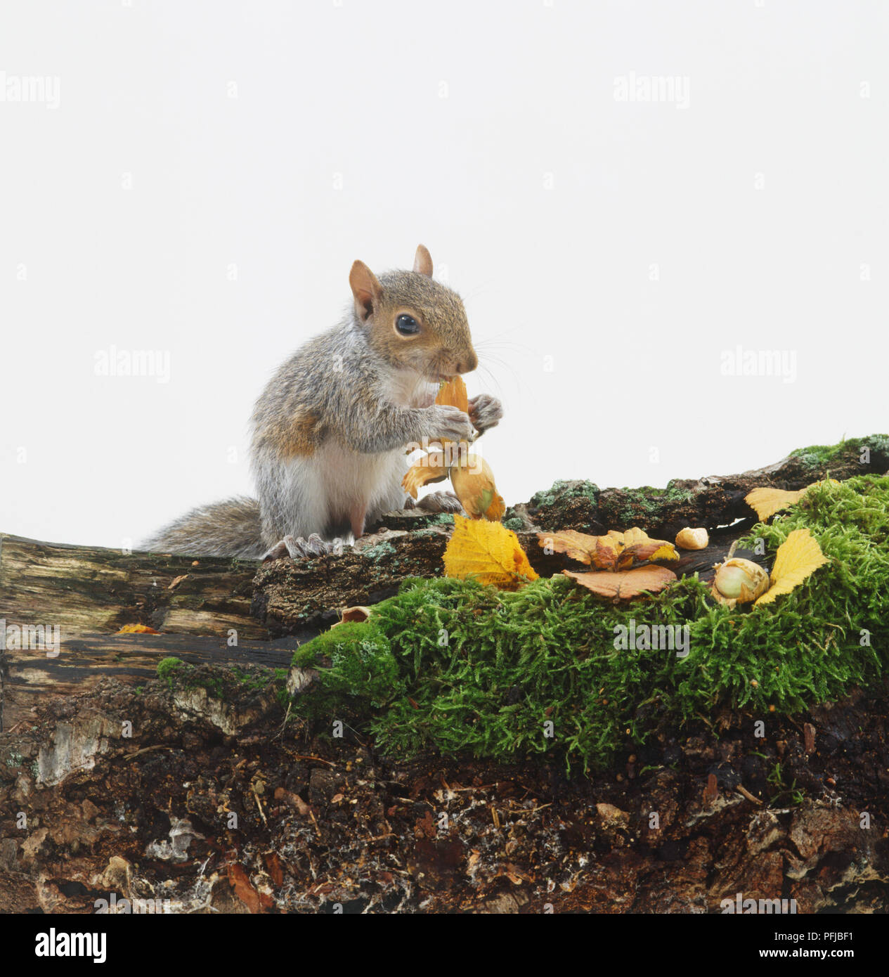 Eastern grey squirrel (Sciurus carolinensis) perching on a moss-covered ...