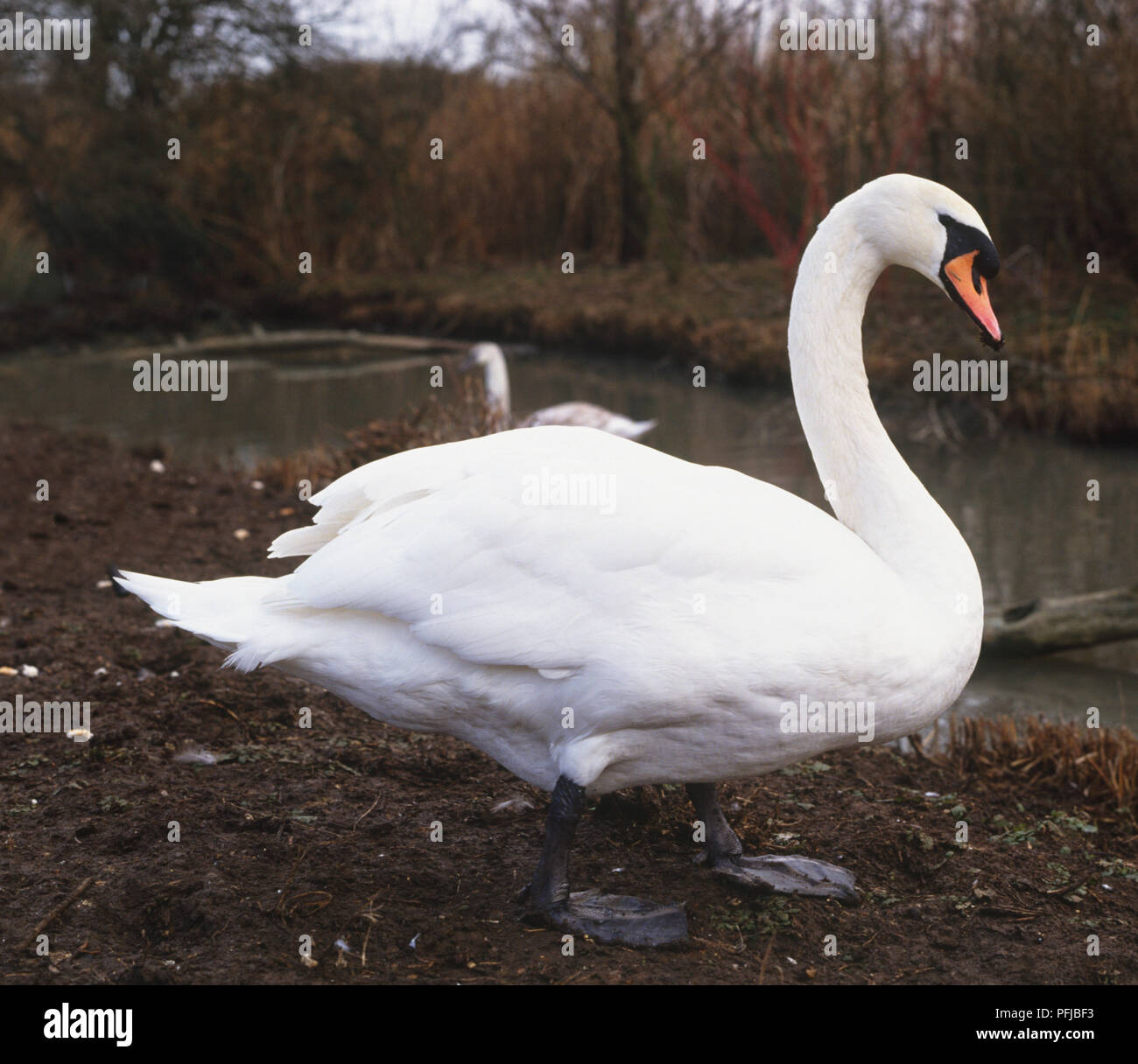 Side view mute swan standing hi-res stock photography and images - Alamy