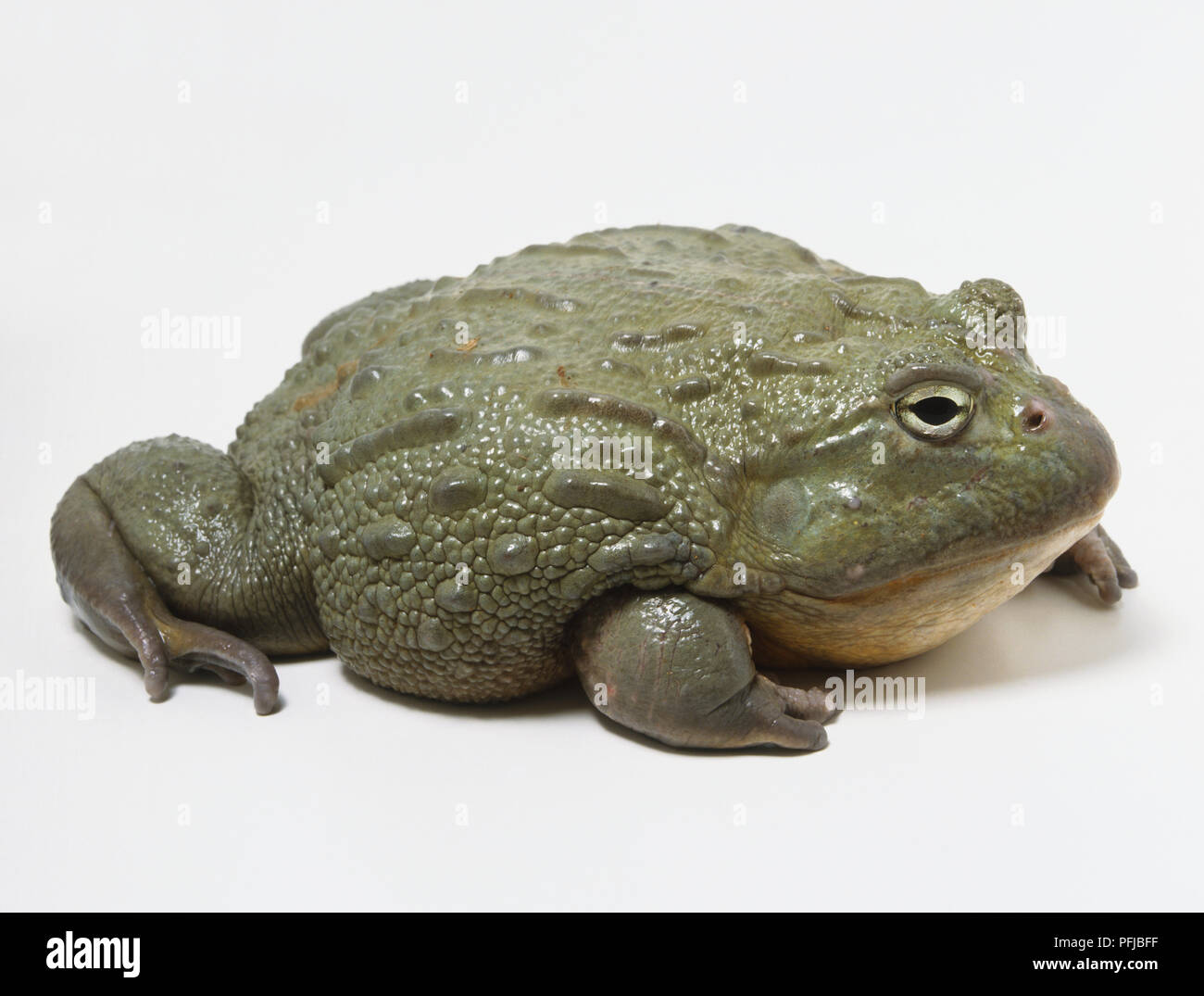 Animal bullfrog hi-res stock photography and images - Alamy