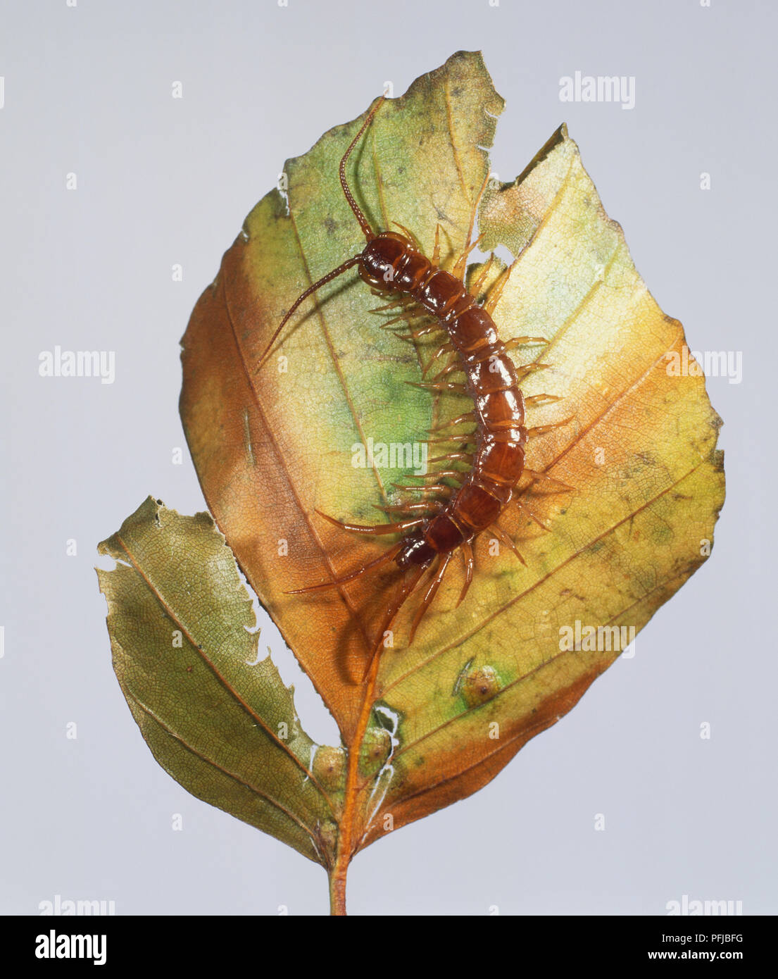 Centipede anatomy hi-res stock photography and images - Alamy