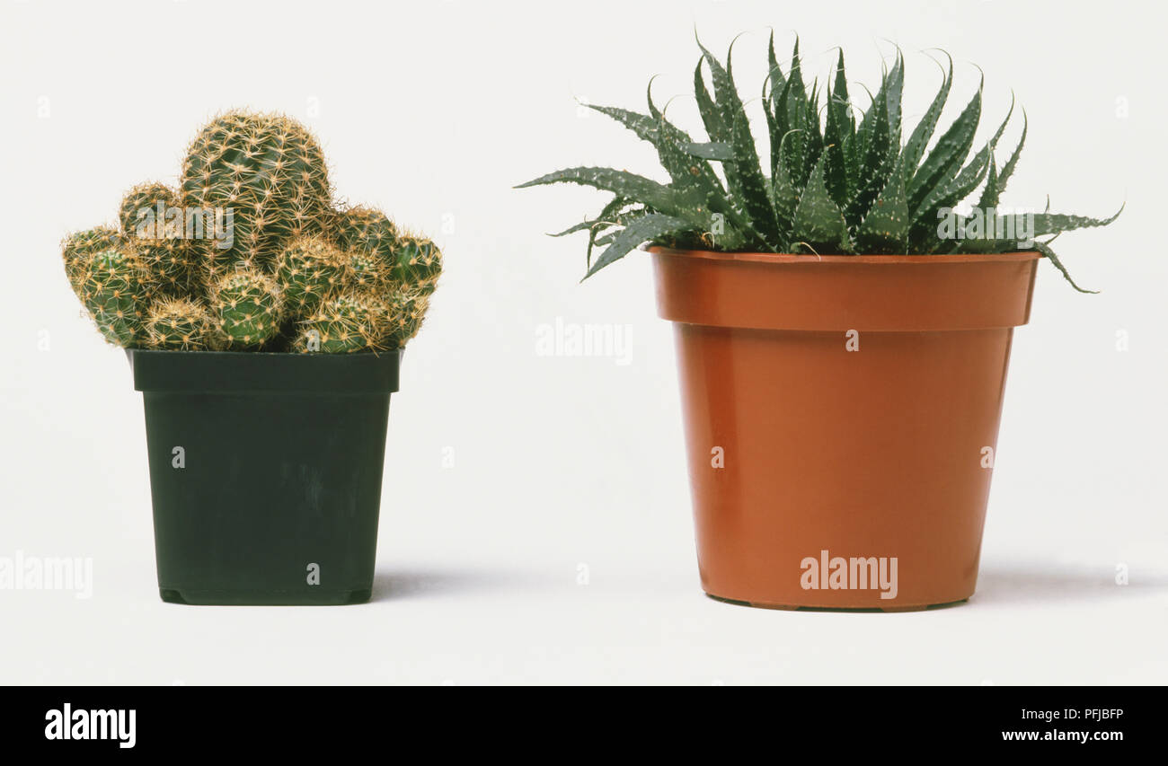 Two cacti in plant pots Stock Photo - Alamy