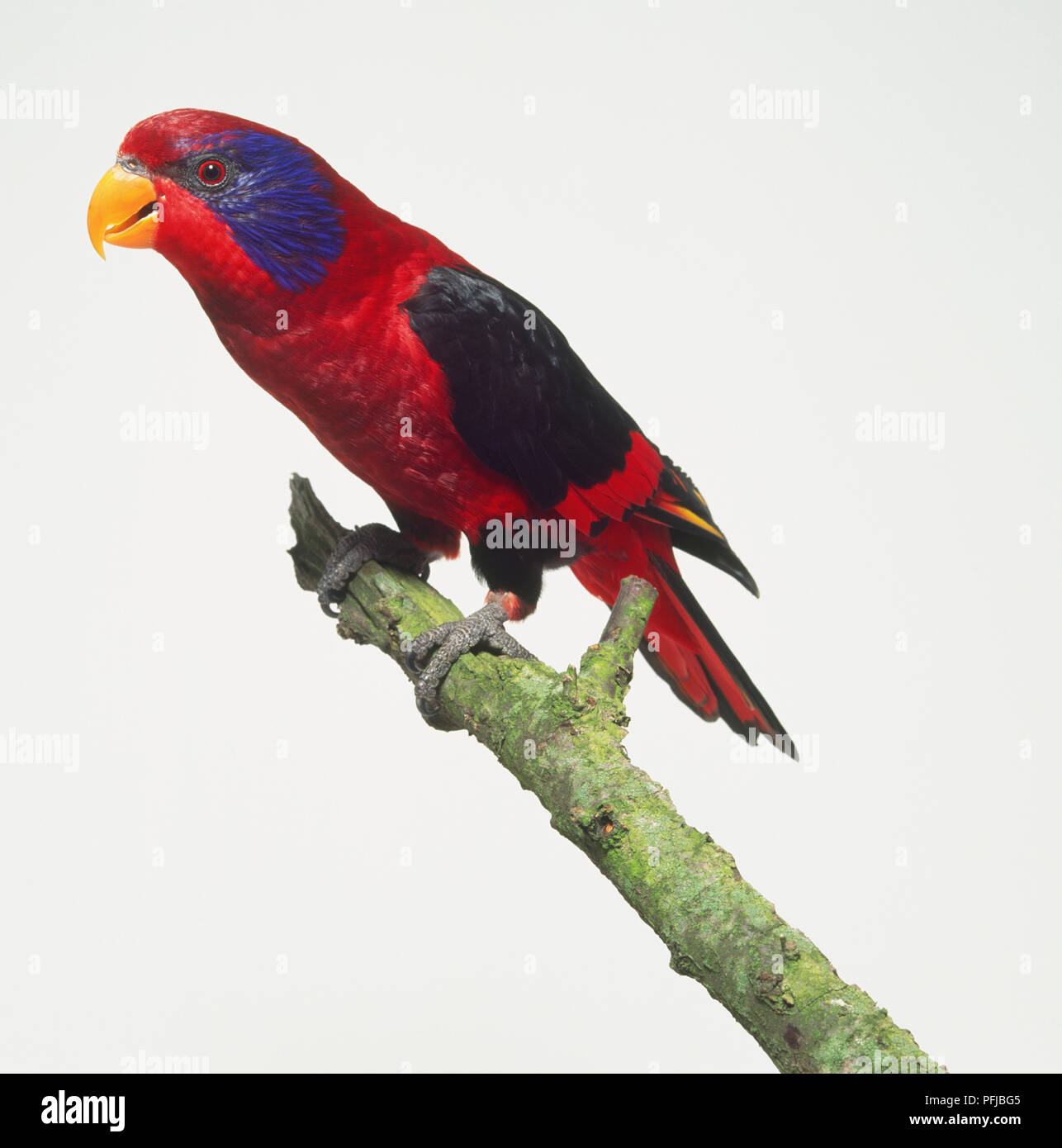 Black-winged lory (Eos cyanogenia) perching on one end of a branch ...