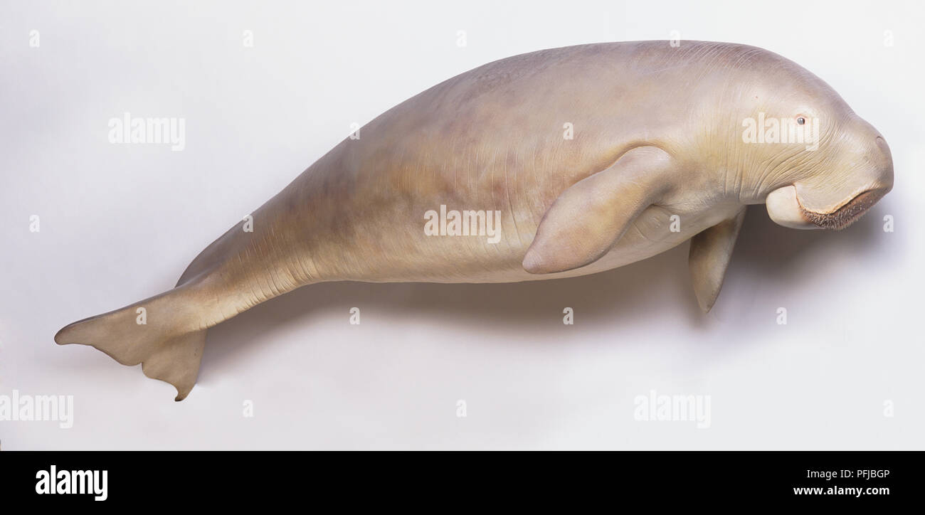 Dugong dugong hi-res stock photography and images - Alamy