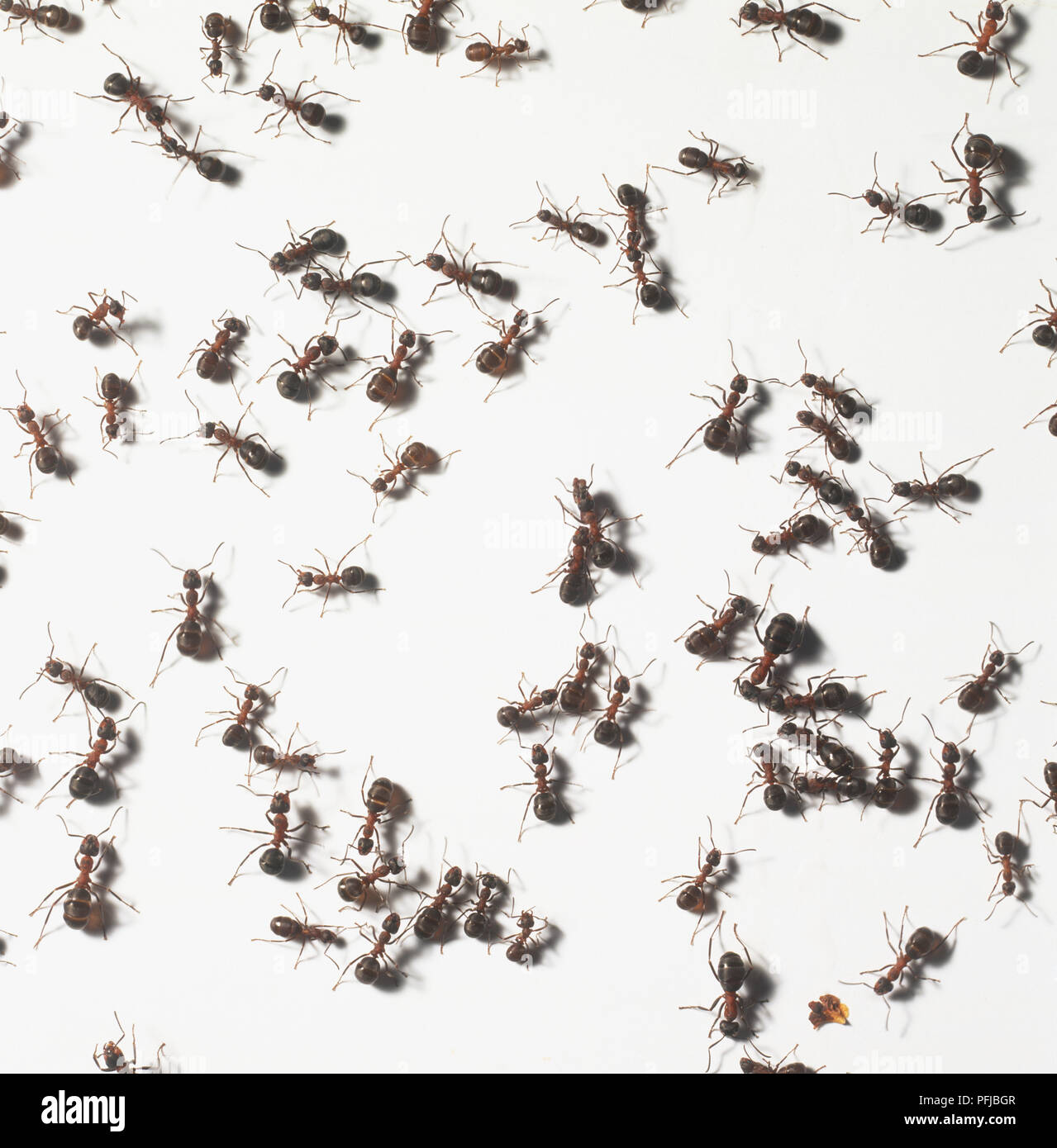 Colony of wood ants (Formica rufa Stock Photo - Alamy