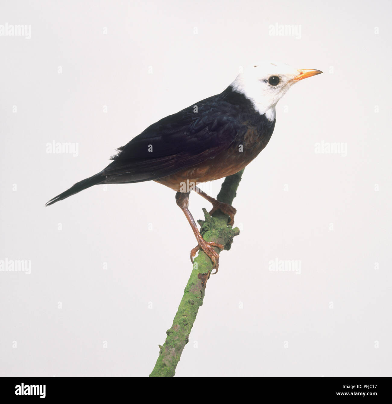 Island thrush (Turdus poliocephalus), perching on a branch, side view ...