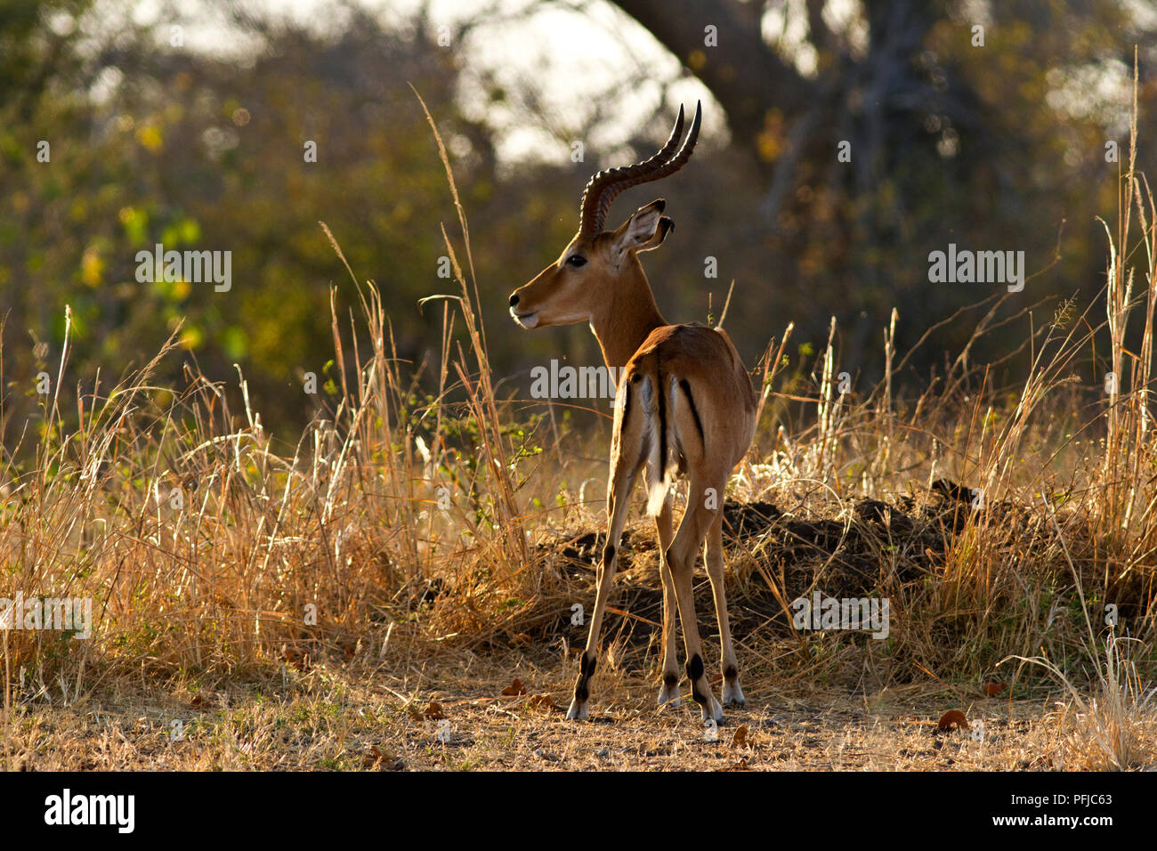 Ram feeder hi-res stock photography and images - Alamy