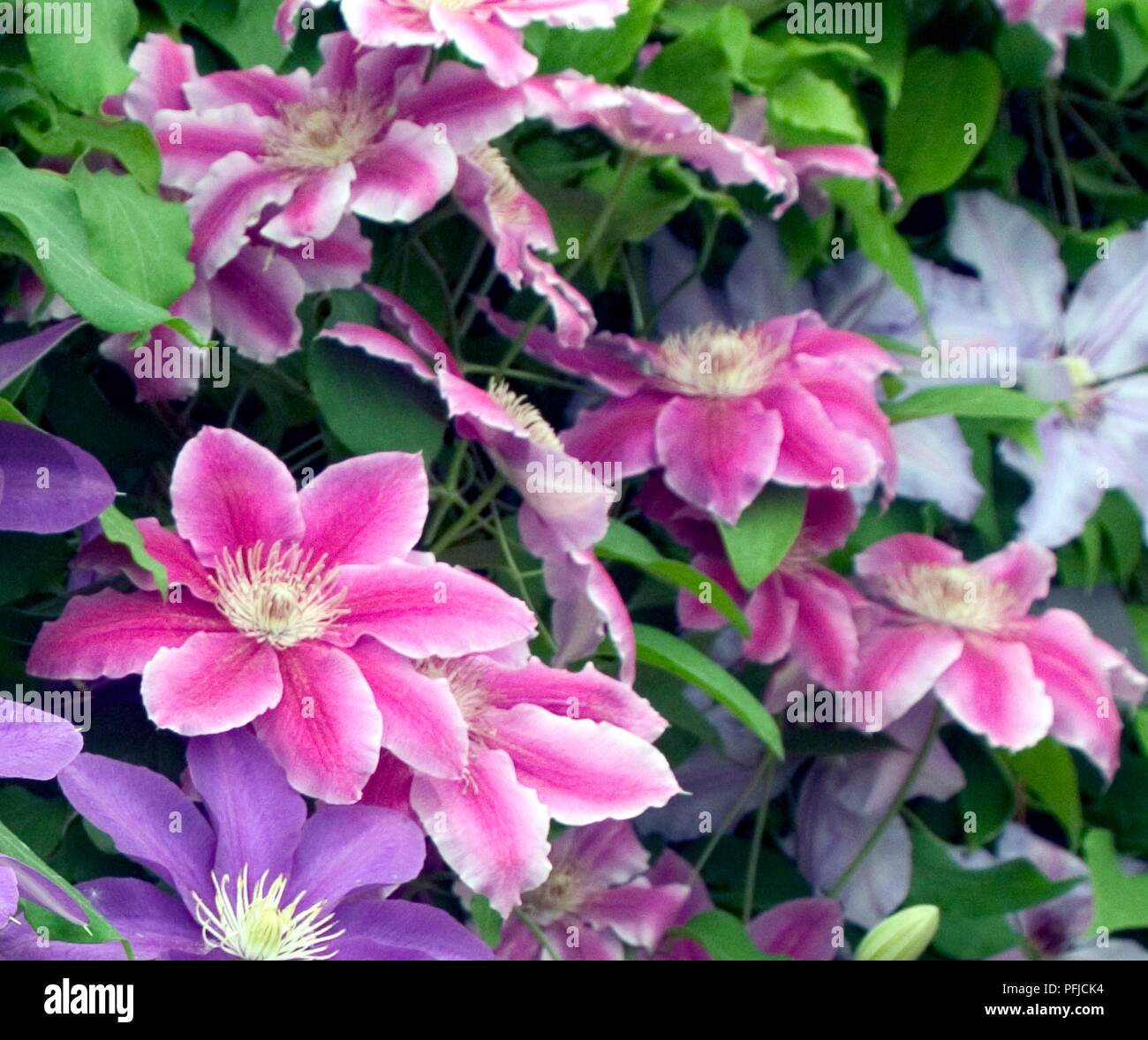 Ruppel hi-res stock photography and images - Alamy