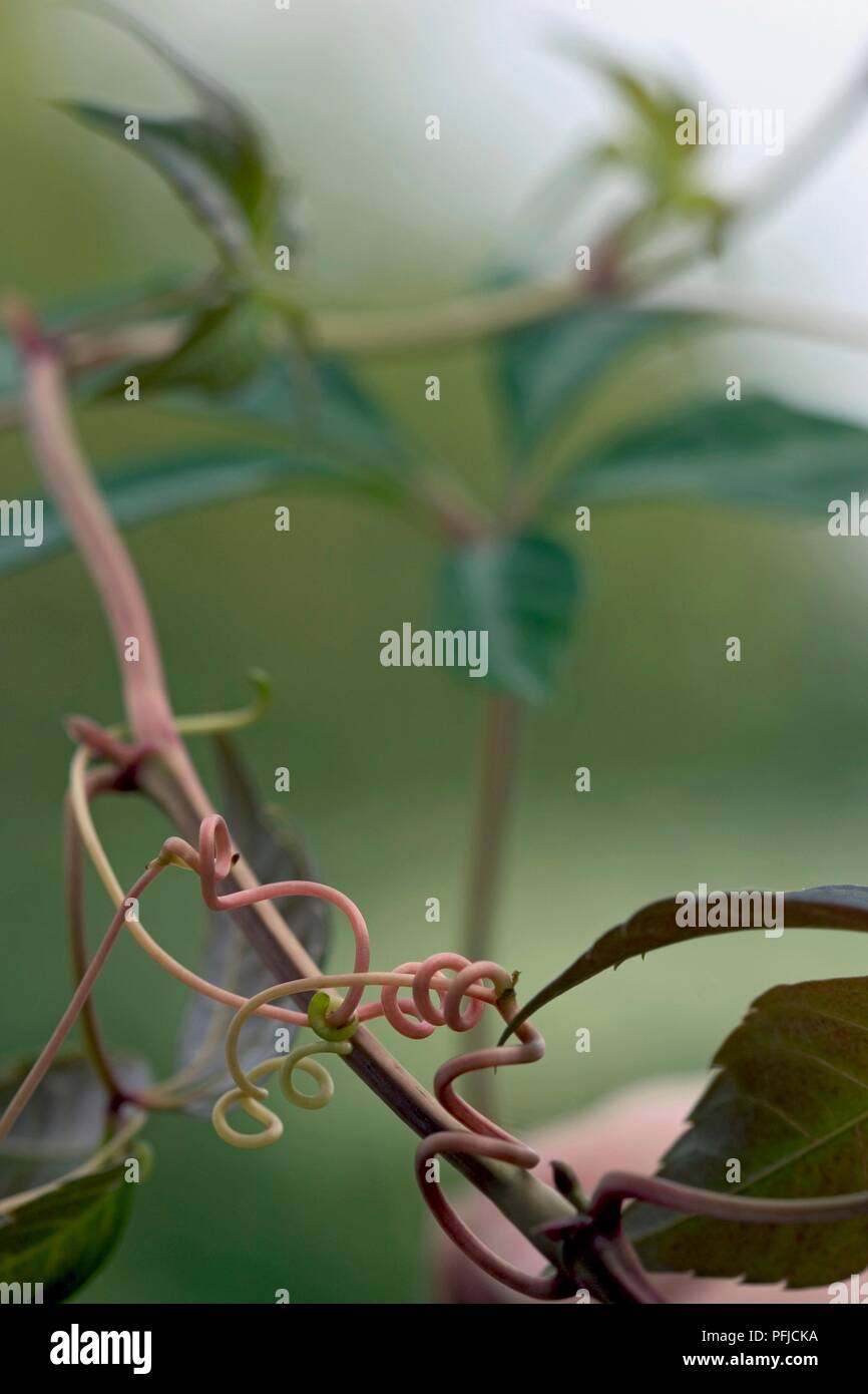 Tendril of climbing plant, close-up Stock Photo - Alamy