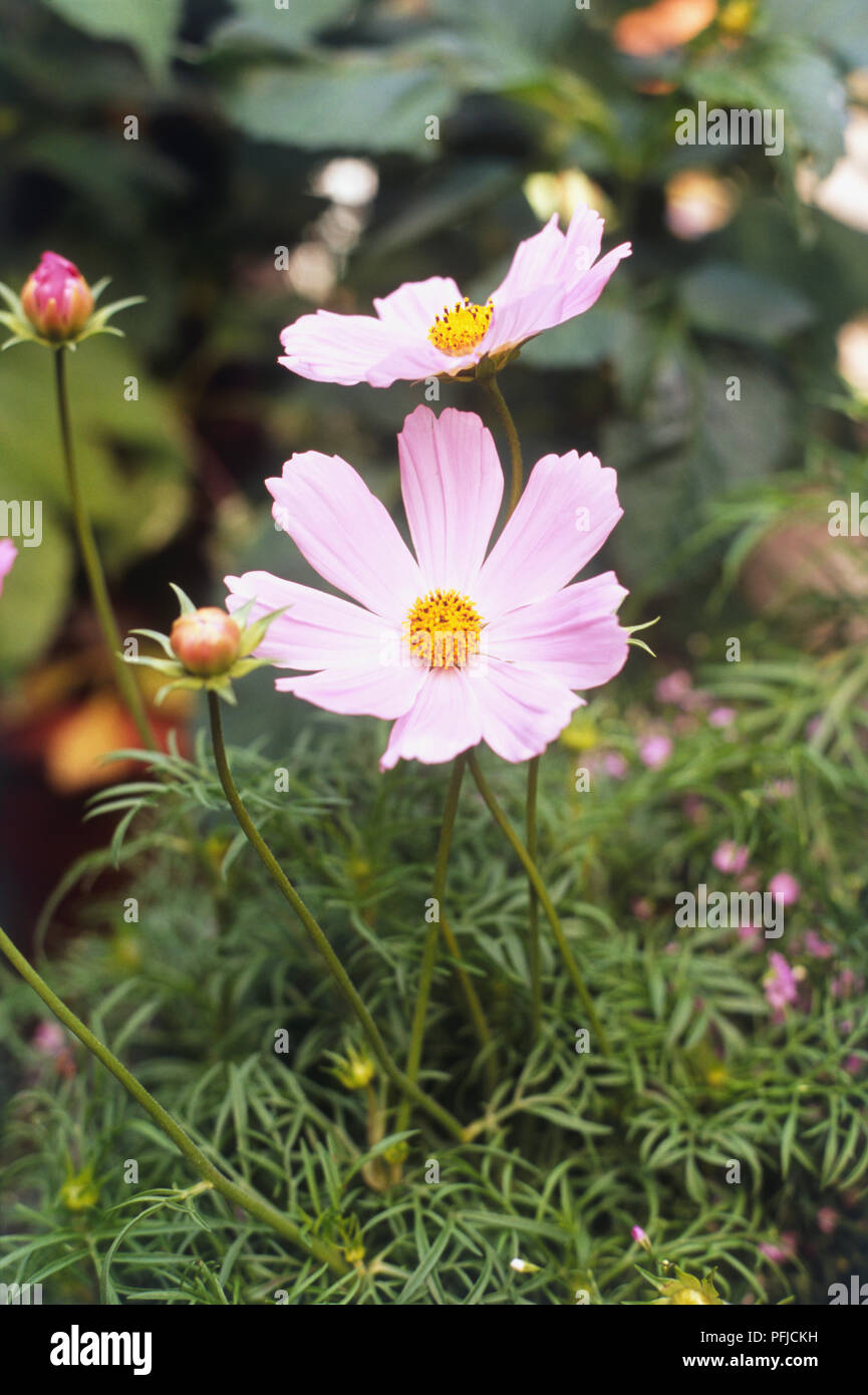 Cosmos bipinnatus sonata hi-res stock photography and images - Alamy
