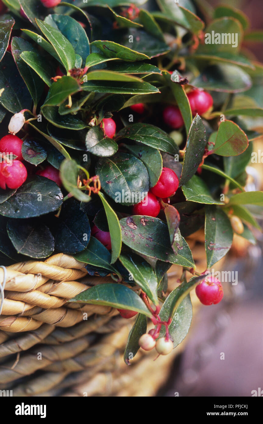 Checkerberry hi-res stock photography and images - Alamy