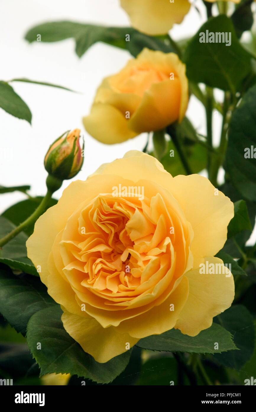 Rosa 'Graham Thomas', peach coloured rose flower heads and bud Stock ...