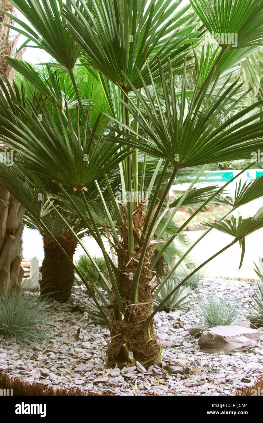 Trachycarpus wagnerianus (Chusan palm), palm tree with ground covered ...