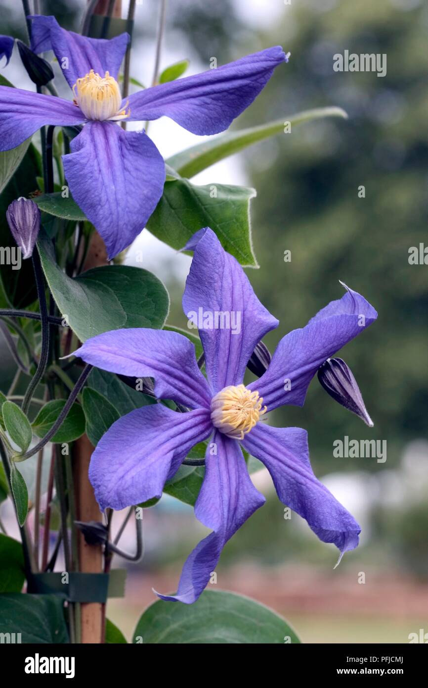 Clematis blue flower hi-res stock photography and images - Alamy