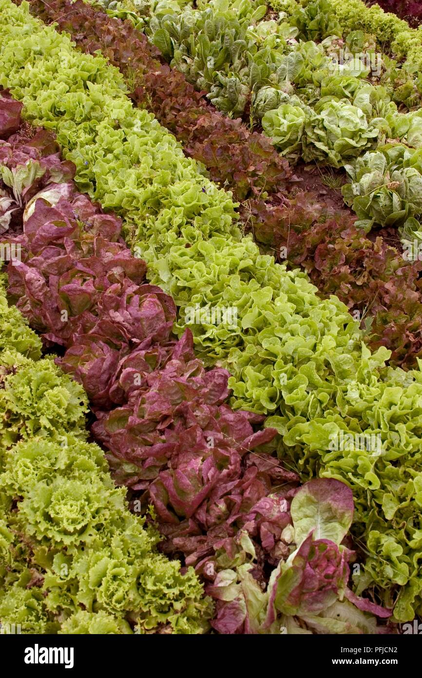 Different types of lettuce, growing in rows Stock Photo - Alamy