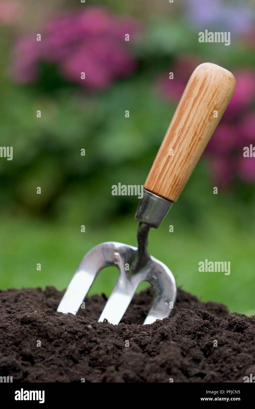 Small gardening fork with wooden handle sticking out of soil Stock ...