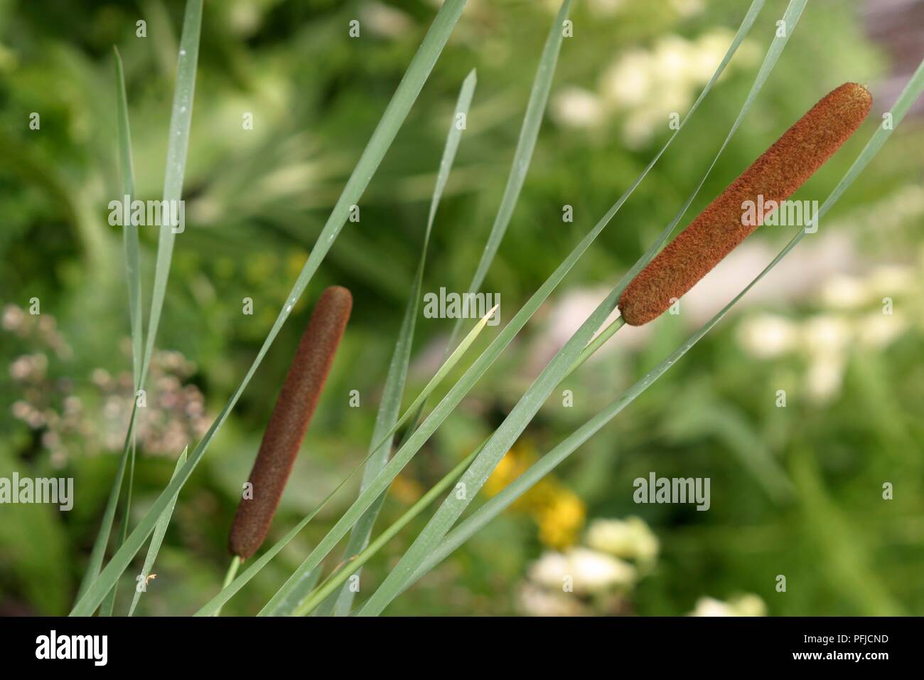 Lesser bulrush typha angustifolia brown hi-res stock photography and ...
