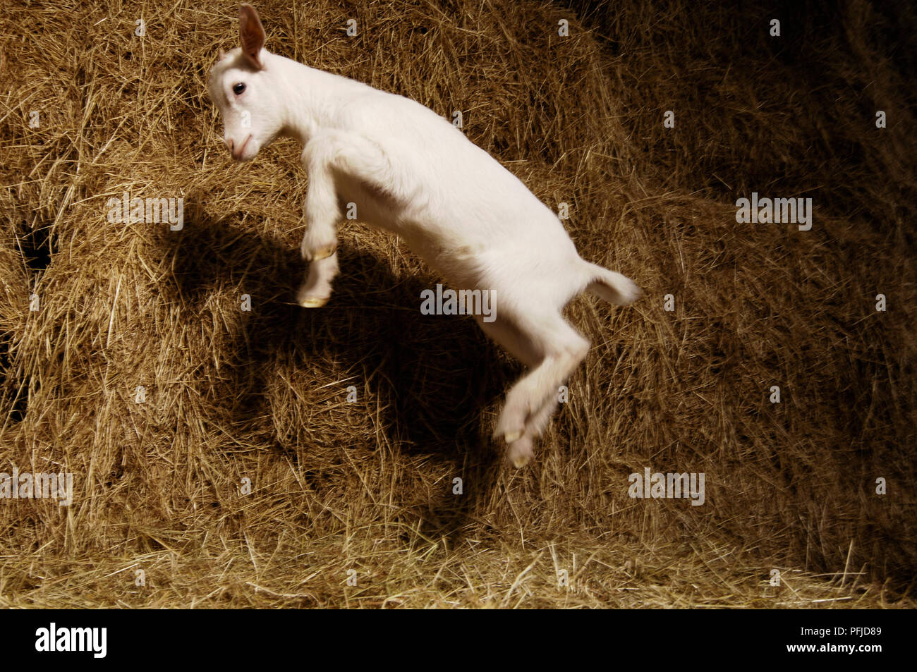 Goat kid jumping on bales of straw Stock Photo - Alamy